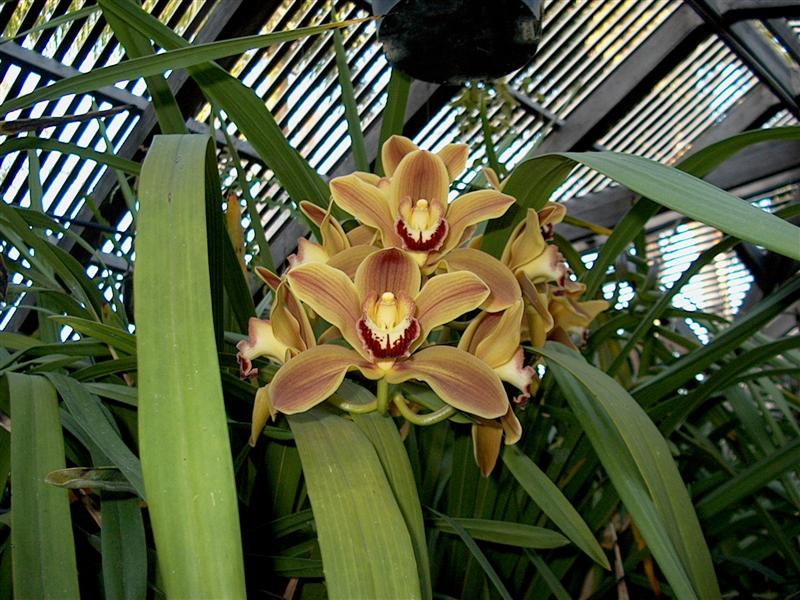 The Glorious Gardens of Lorraine Ferguson